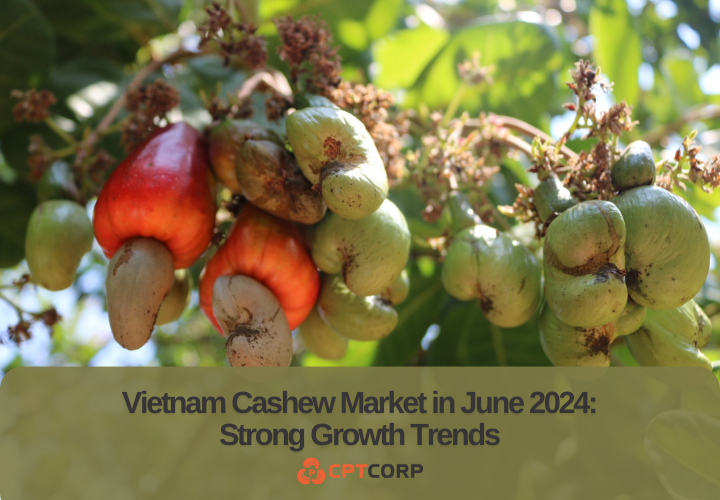 Cashew Market Overview in Q1 2024: Promising with High Potential – CPT CORP – Vietnam Cashew ...