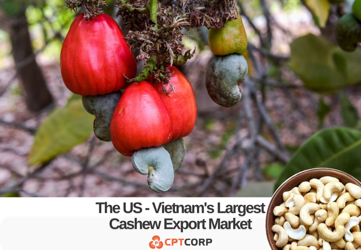 Vietnam’s Cashew Exports See Strong Growth in the First 7 Months of 2024 – CPT CORP – Vietnam ...